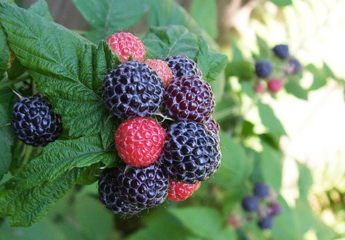 Cooking Archives - Page 6 of 22 - HealthCastle.com